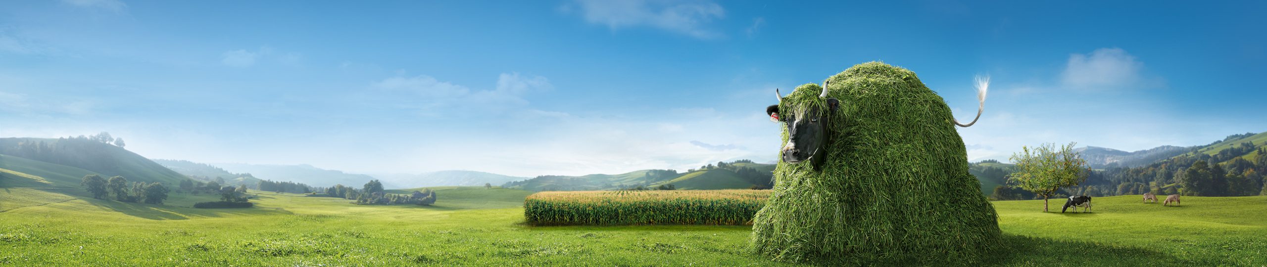 Les vaches et leur ingénieux système digestif | Swissmilk Les vaches et leur ingénieux système digestif | Swissmilk